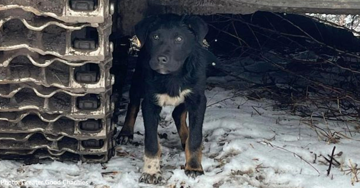 Homeless Animals in Ukraine Face Life-Threatening Cold Temperatures, T ...