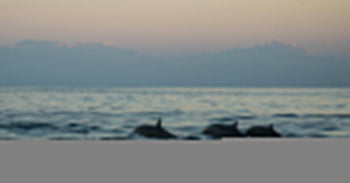 Massive Pod of 100 Dolphins Surges Through Connecticut Waters | GreaterGood