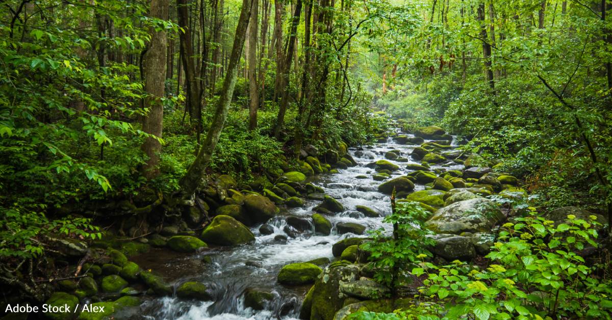 10 Benefits of Trees, and What You Can Do to Plant More | GreaterGood