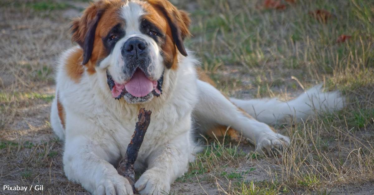 10 Fun Facts About the Saint Bernard | GreaterGood