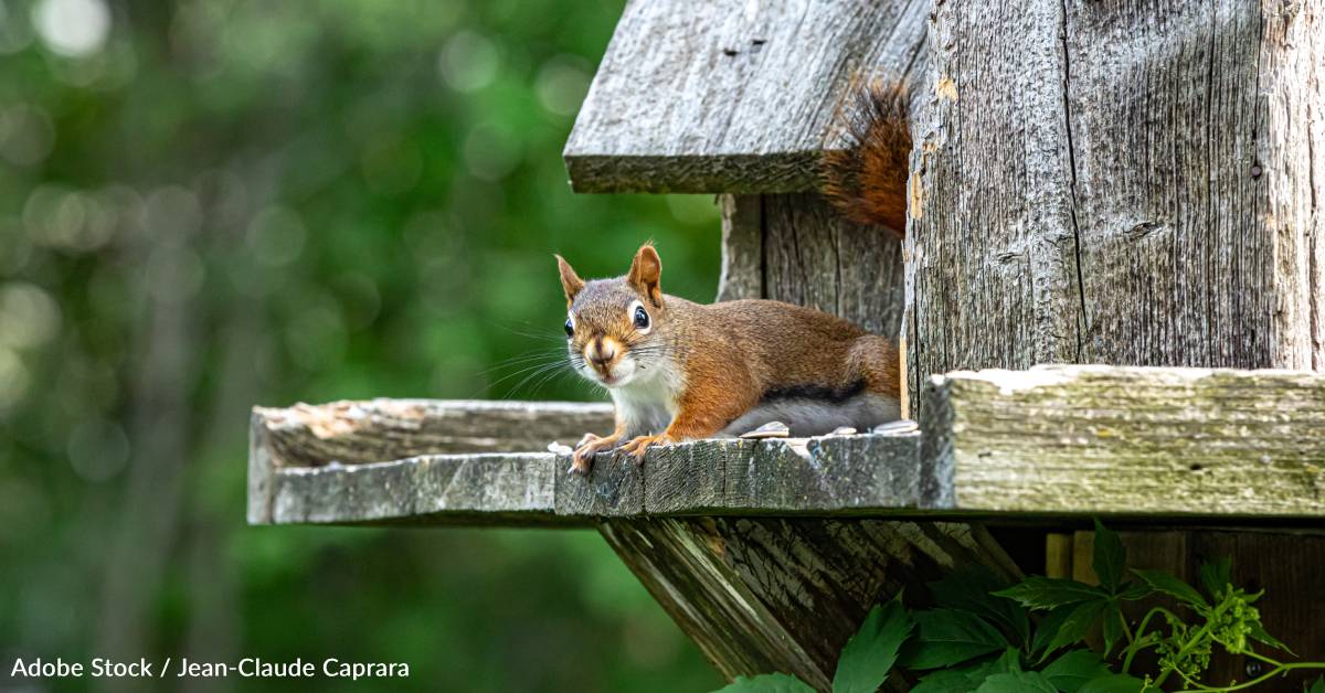 10 Reasons We Should All Appreciate Squirrels | GreaterGood