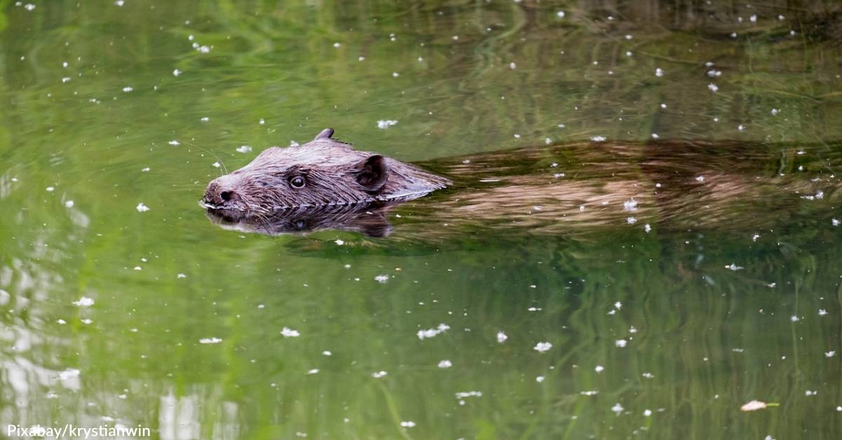 Rabid Beaver Bites Girl Swimming in Georgia Lake | GreaterGood