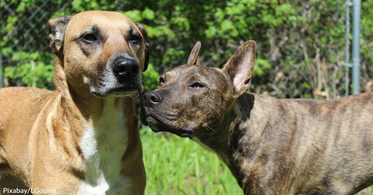 Delaware Names New Official State Dog: Rescue Pups! | GreaterGood
