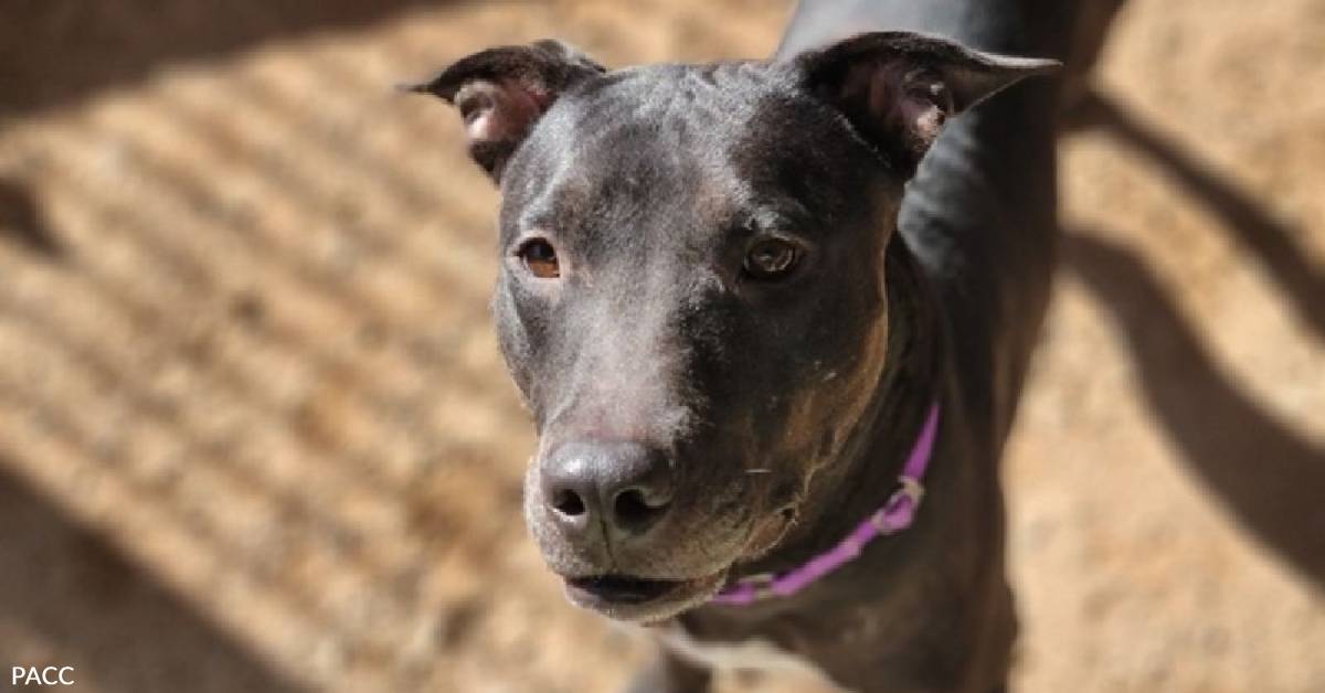 Shelter Pet Itchigo is "Itching" to Go Home | GreaterGood