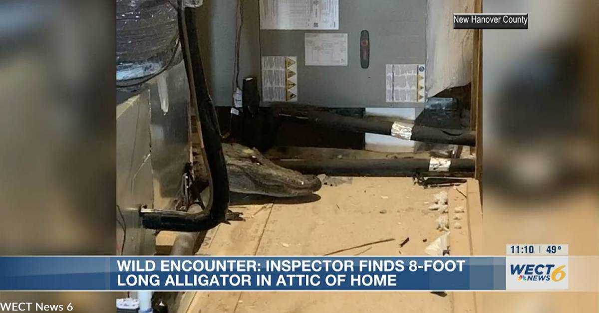 An 8-Foot Gator Was Discovered in the Attic of a North Carolina Home by ...