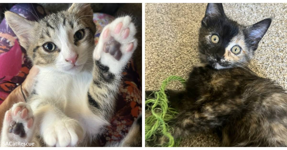 Adoptable Kittens Oreo & Kit Kat are as Sweet as Candy! | GreaterGood
