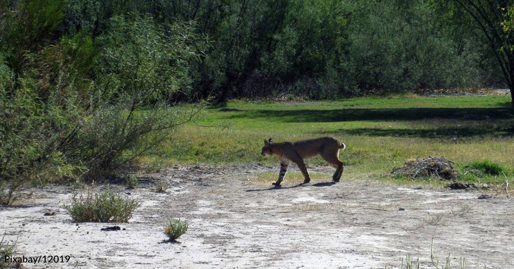 Second North American Sighting of a Black Bobcat in Two Years Unrelated ...