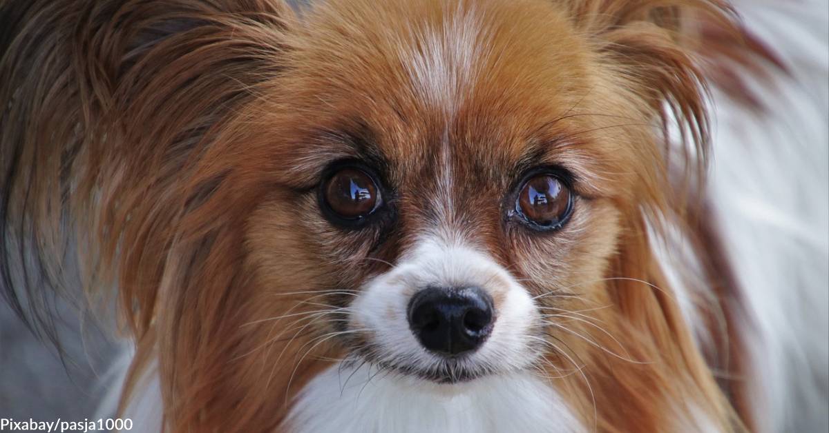 Foster-First Programs on the Rise in the U.S. Ensure Good Fits While R ...