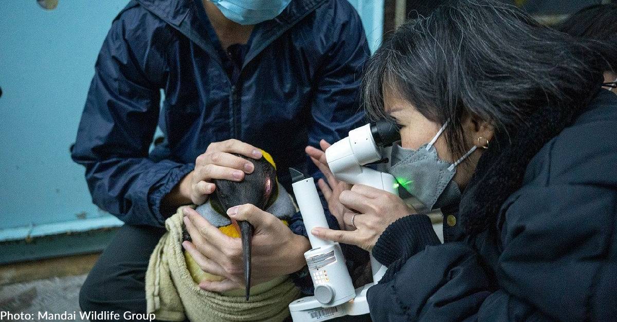 World First: Cataract Surgery Sees Penguins Fitted with Custom Lenses ...