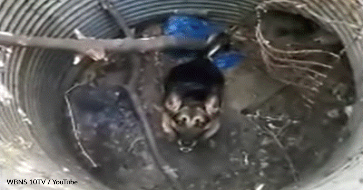 German Shepherd Rescued After Falling 12 Feet Into A Hole | GreaterGood