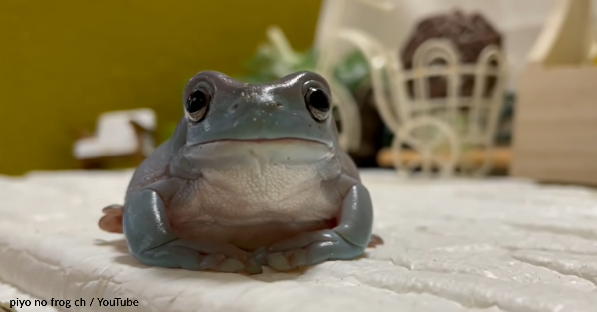 Adorable White Tree Frog Loves Riding On Human's Hand | GreaterGood