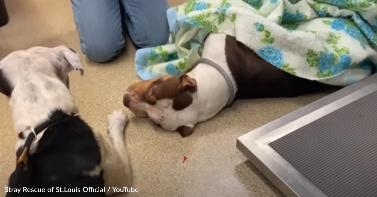 Stray Dog Says Final Goodbye To Her Best Friend | GreaterGood