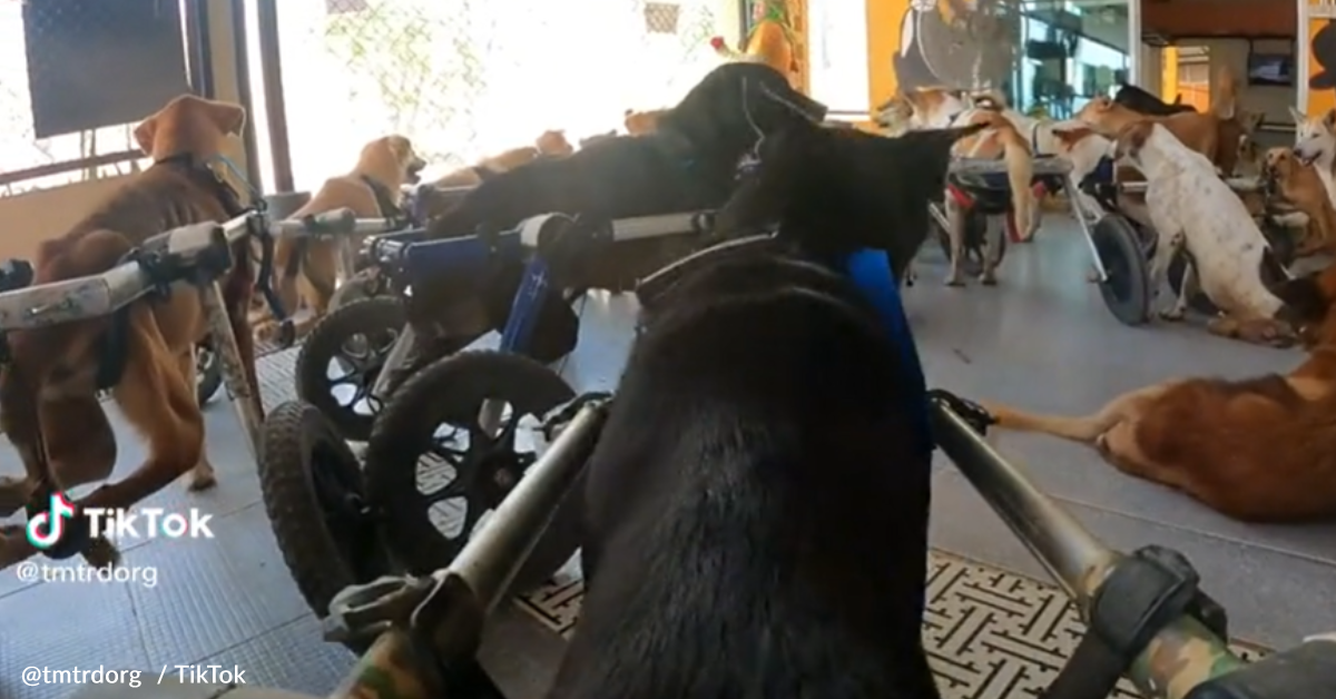Rescuers Attach GoPro To Dog's Wheelchair Before His Daily Run ...