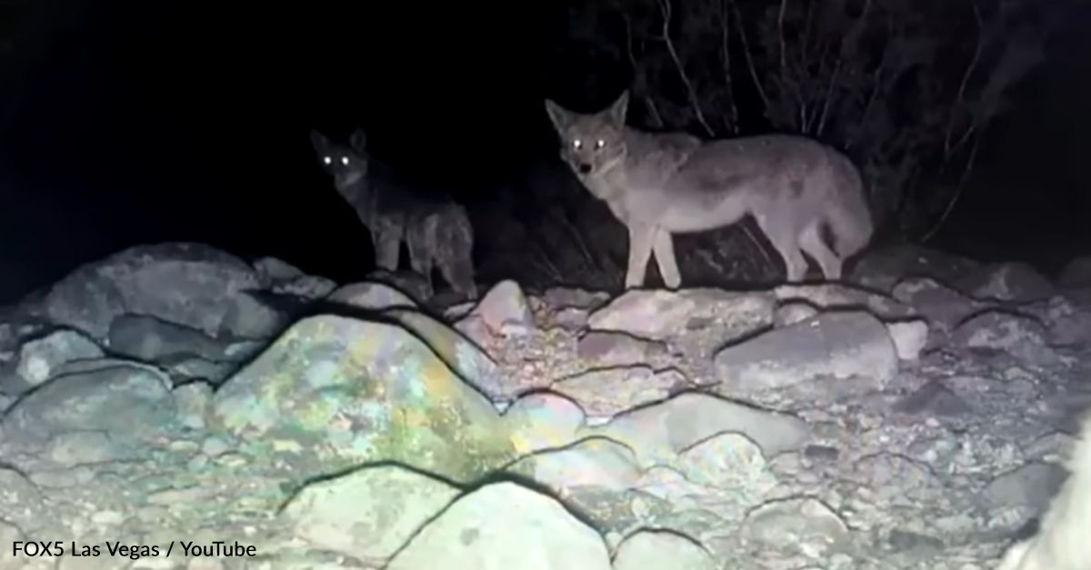 Dog Gets Rescued After Living With A Coyote Pack For More Than Six Mon ...