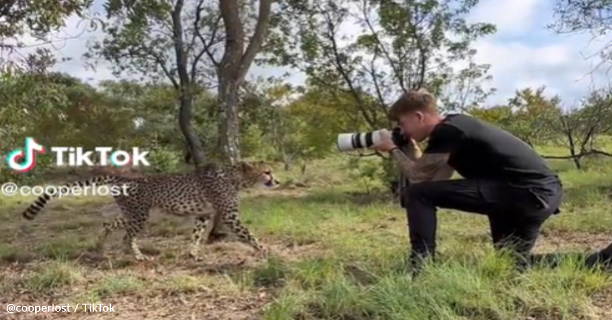 Wild Cheetah Wants Photographer To Pet Her | GreaterGood