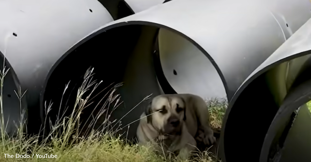 Woman Welcomes Stray Dog Into Her Home And He Finds The Perfect Place ...