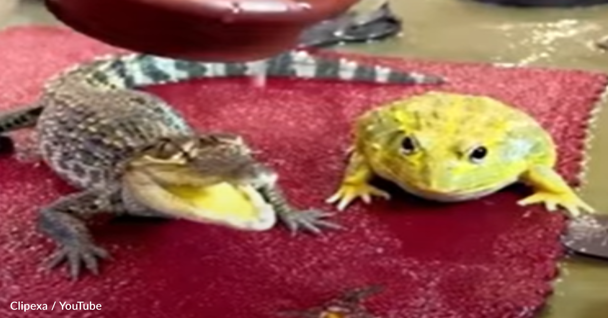 Baby Alligator Loves Getting A Bath With His Froggy Friend | GreaterGood