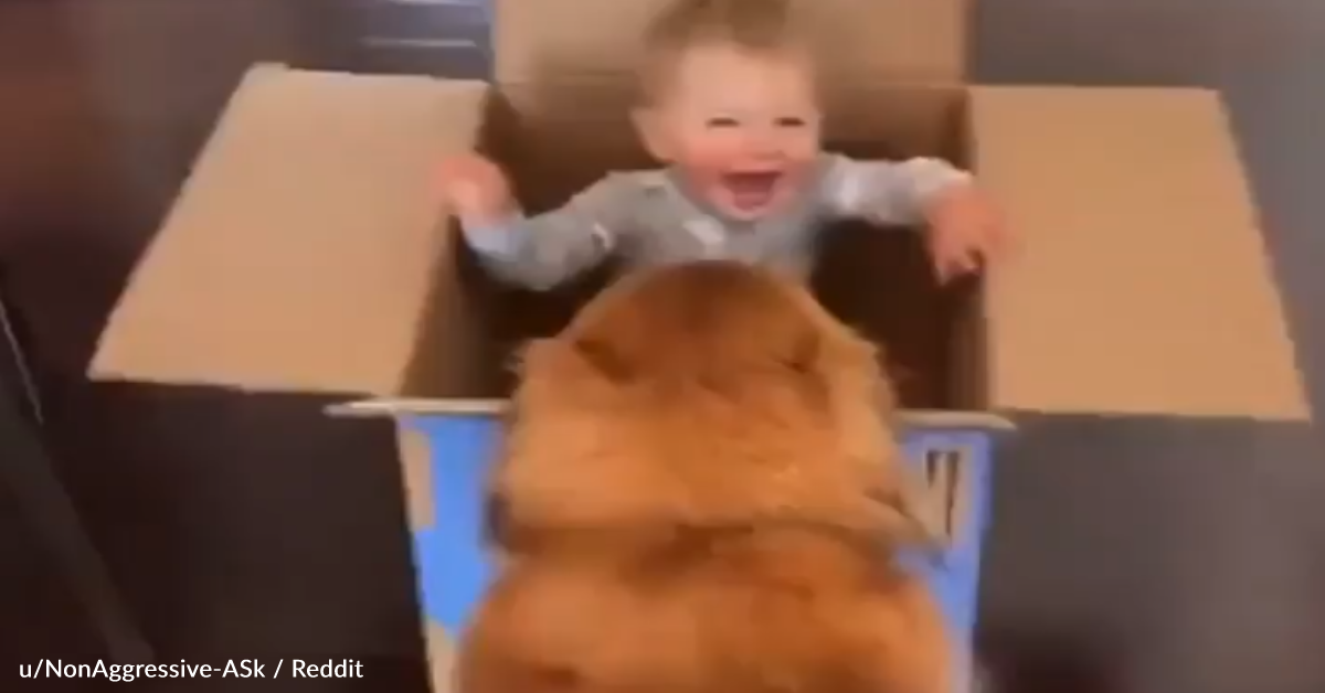 Sweet Golden Retriever Gives Baby Rides Around The House In A Cardboar ...