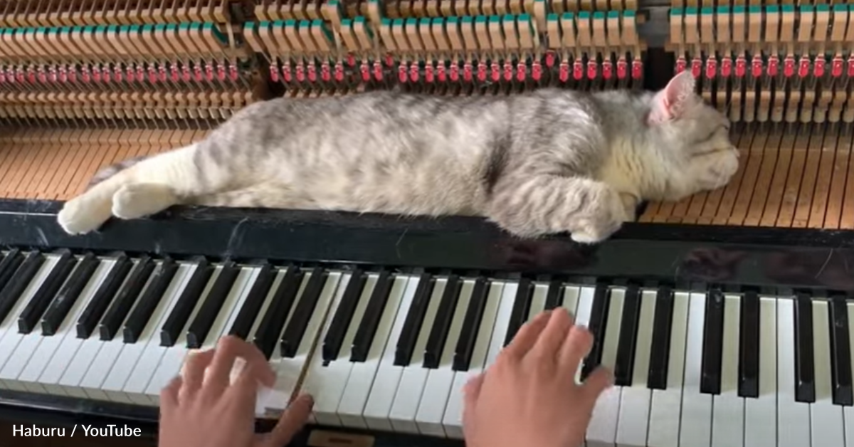 Sleepy Kitty Loves Napping On His Owner's Piano - Even When It's Being ...
