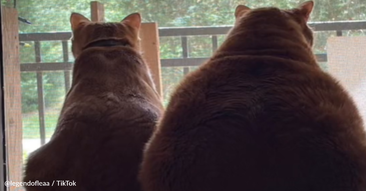 Woman Adopts An Obese Cat And Transforms His Live For The Better ...