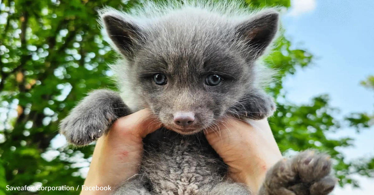 Tiny Rescue Fox Saved From A Fur Farm Tastes Freedom For The First Tim ...