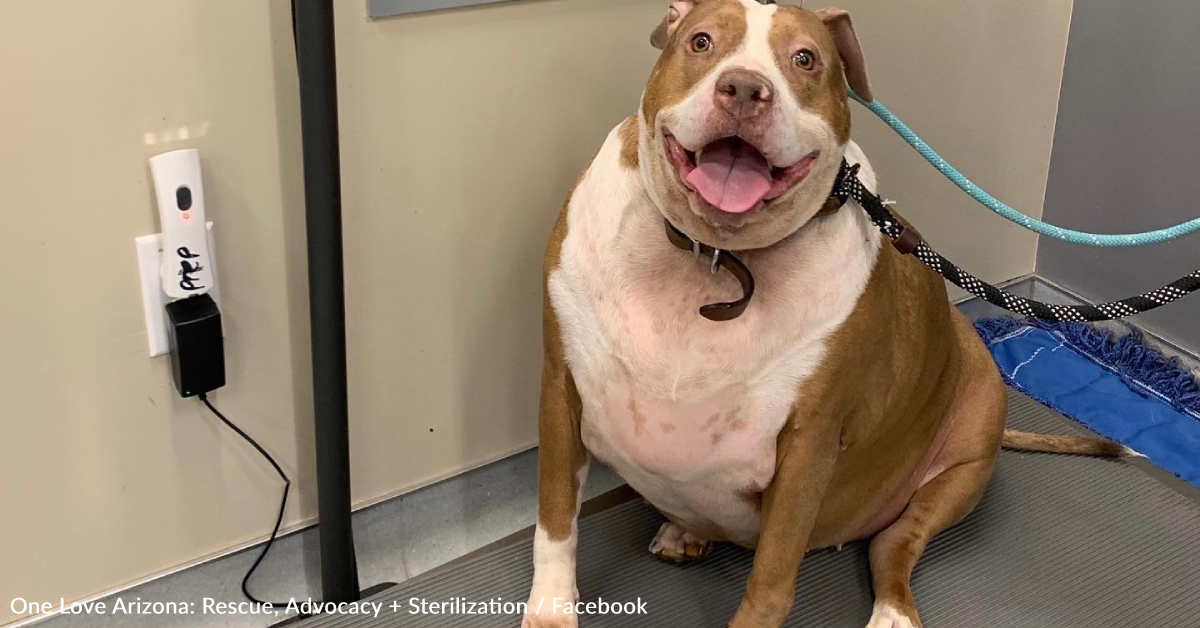 Personal Trainer Helps 120-Pound Rescue Pit Bull Lose Over 50 Pounds ...