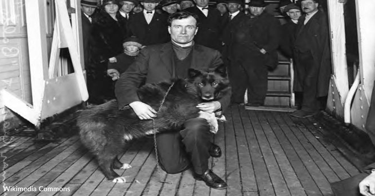 DNA Study Reveals How Balto The Famous Sled Dog Was So Tough | GreaterGood