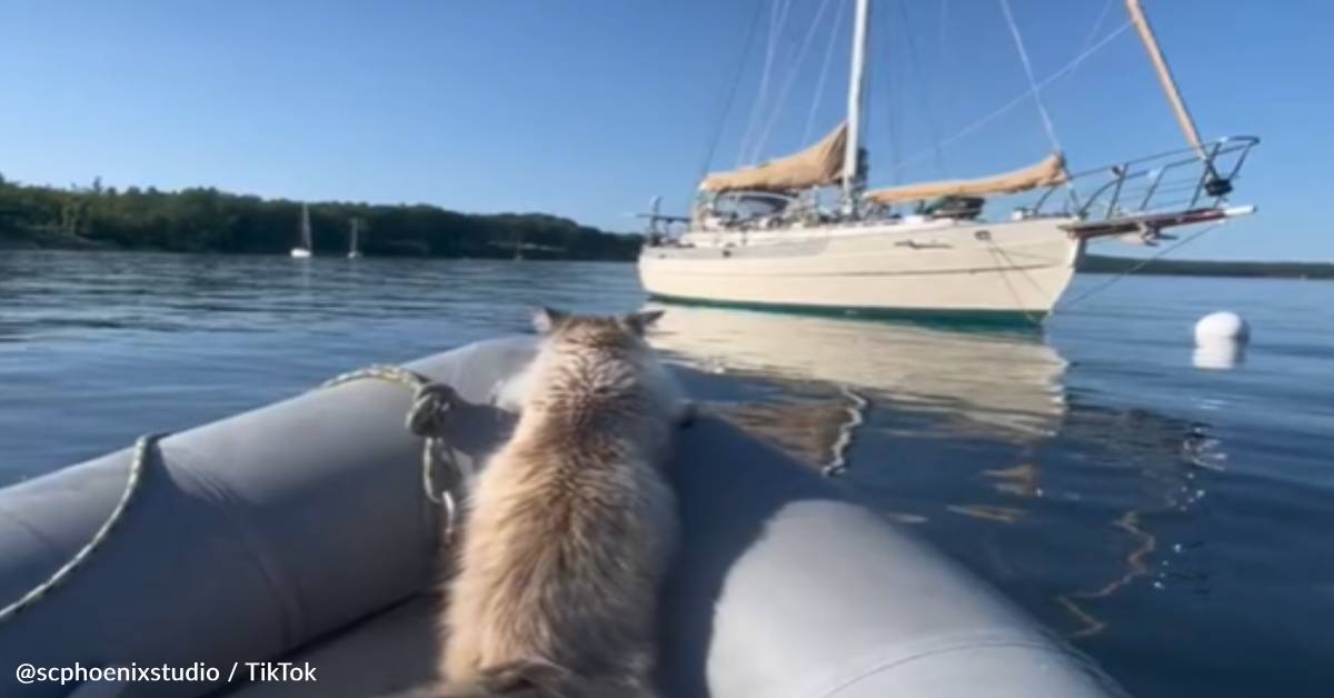 Roger The Boat Cat Learns How To Swim | GreaterGood