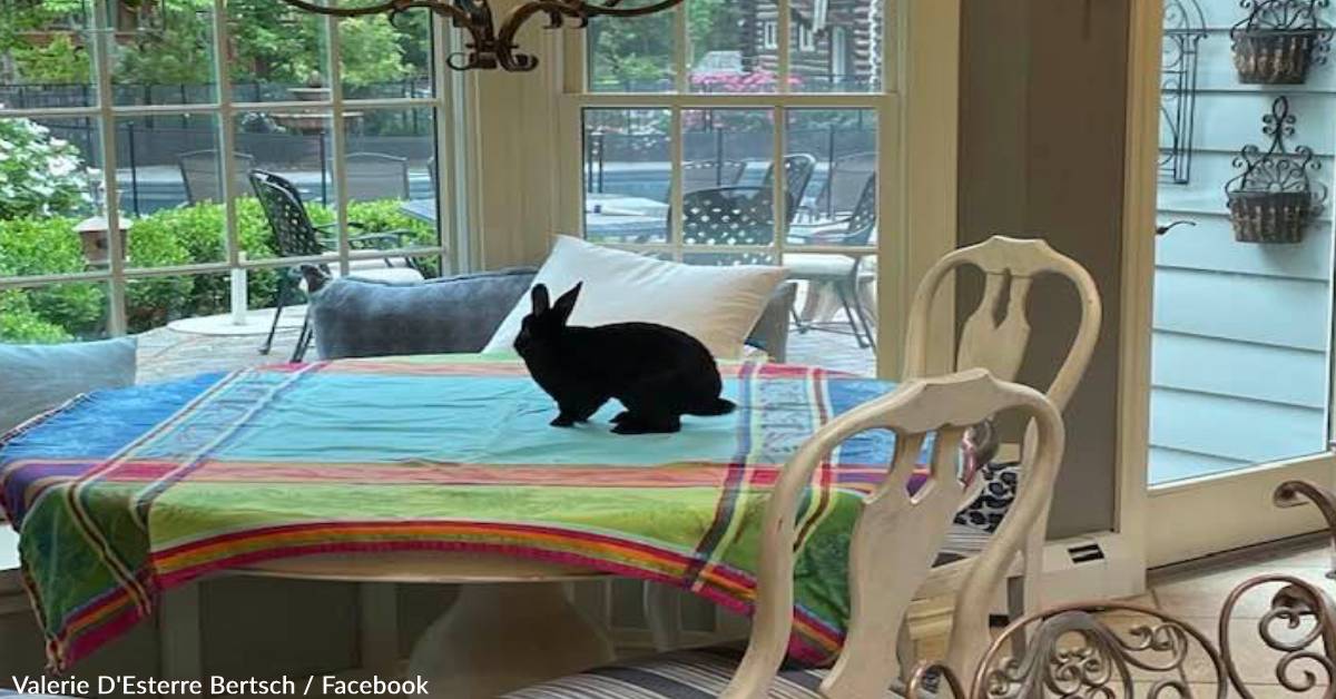 Woman Transforms Garage Into 'Bunny Cafe' To Help Rescue Rabbits Get ...