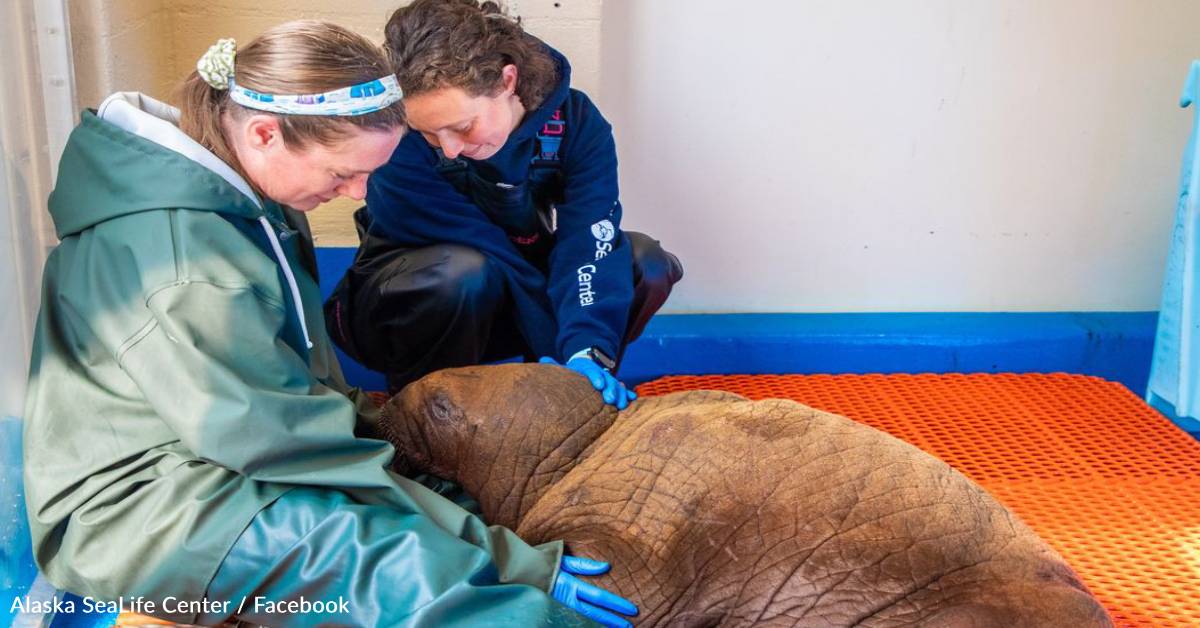 Rare Walrus Calf Rescued In Alaska Is Put On 24/7 'Cuddle Care ...
