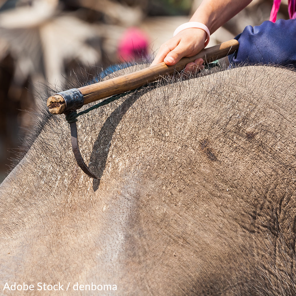 USDA: Ban Bullhooks Now! | GreaterGood