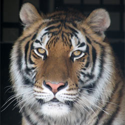 Protect Big Cats and Humans Alike! | GreaterGood