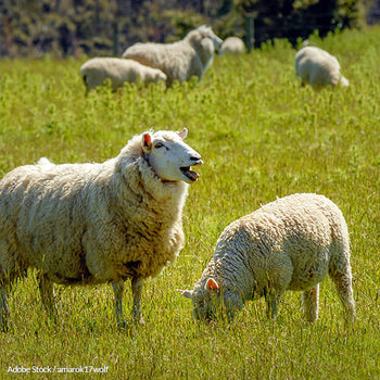Mulesing Is A Barbaric Practice That Confronts The Wrong Problem ...