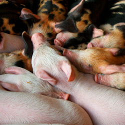 Stop the Mass Live Pig Burials in South Korea! | GreaterGood
