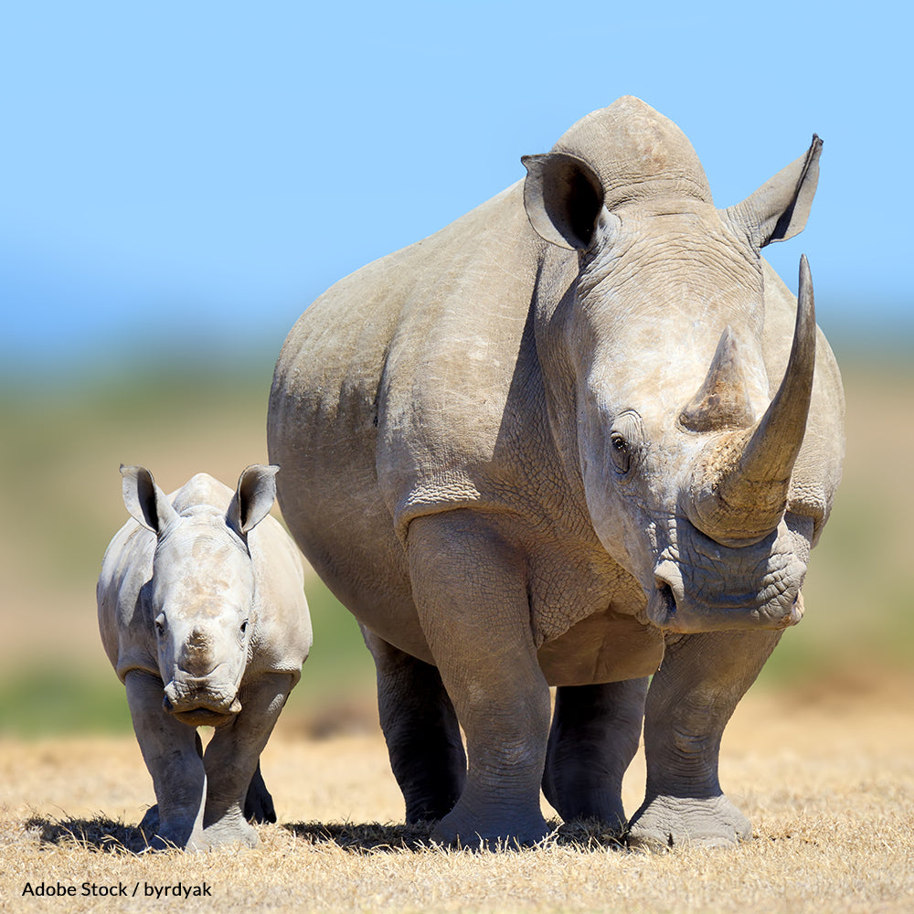 Ban The Rhino Horn Trade In South Africa | GreaterGood