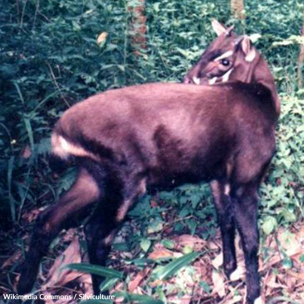 Save The Critically Endangered Saola From Extinction | GreaterGood