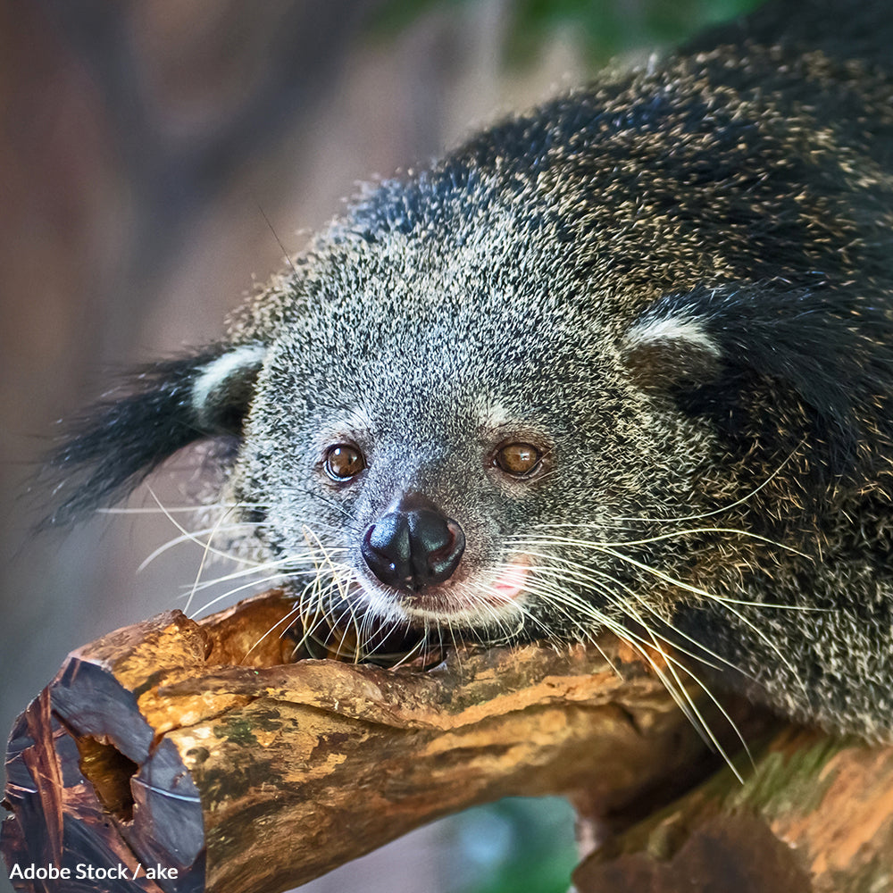 save-the-binturong-from-habitat-loss-greatergood