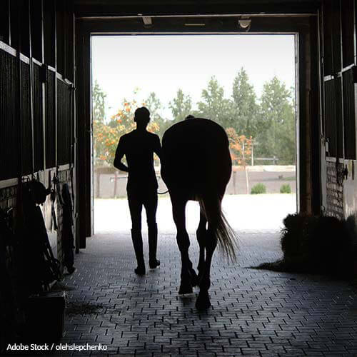Trainers: Stop Hurting Horses For Show Tricks! | GreaterGood