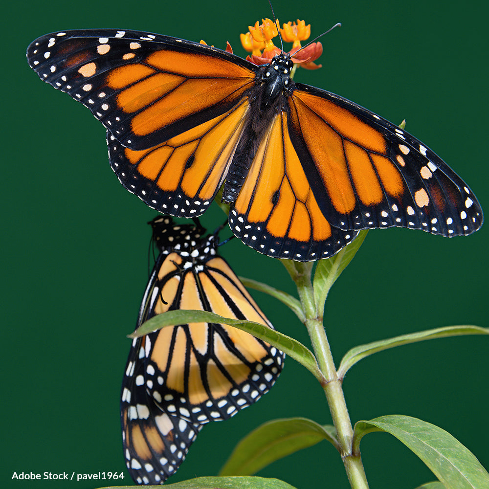 Save the Monarch Butterfly from Extinction | GreaterGood