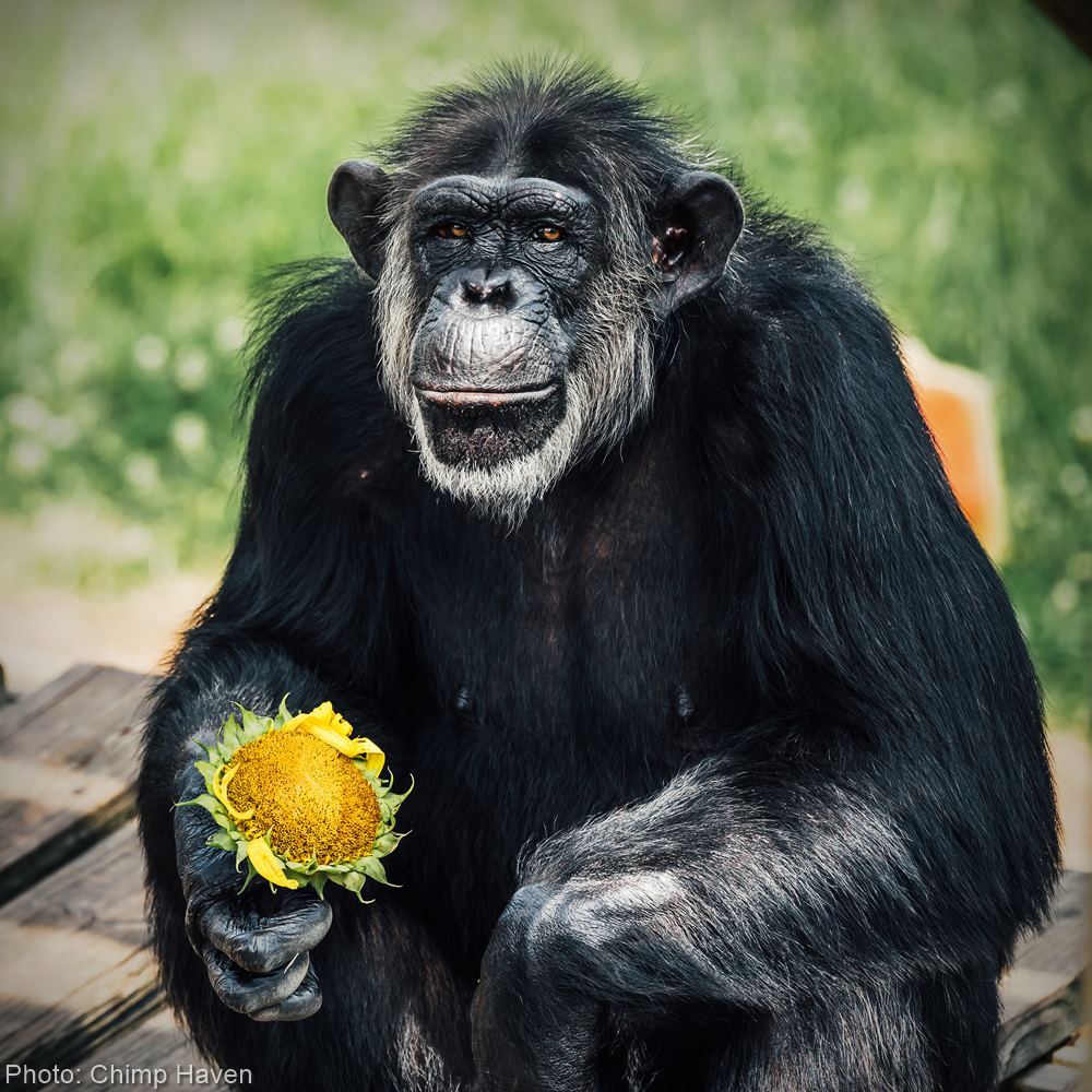 Bring Chimps Home to Sanctuary | GreaterGood