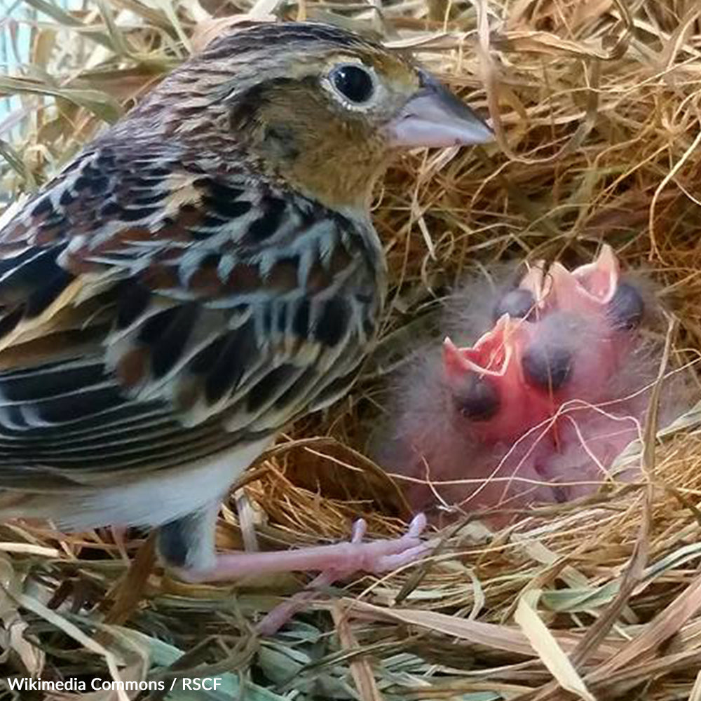 Save the Rarest American Bird from Extinction | GreaterGood
