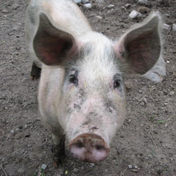 Tell the Military: Stop Testing on Animals! | GreaterGood