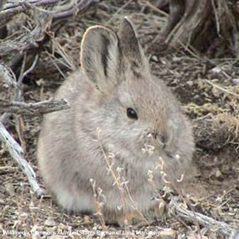 Prevent Extinction for America's Tiniest Rabbit | GreaterGood