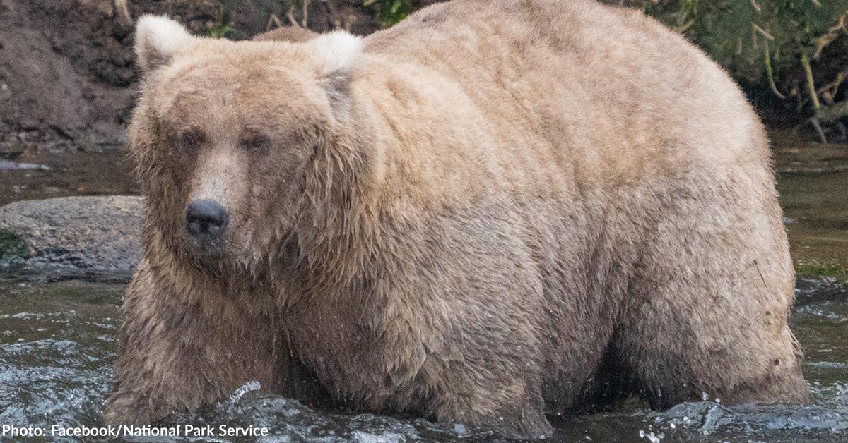 Fat Bear Week is Happening Now - Meet This Year's Contenders | GreaterGood