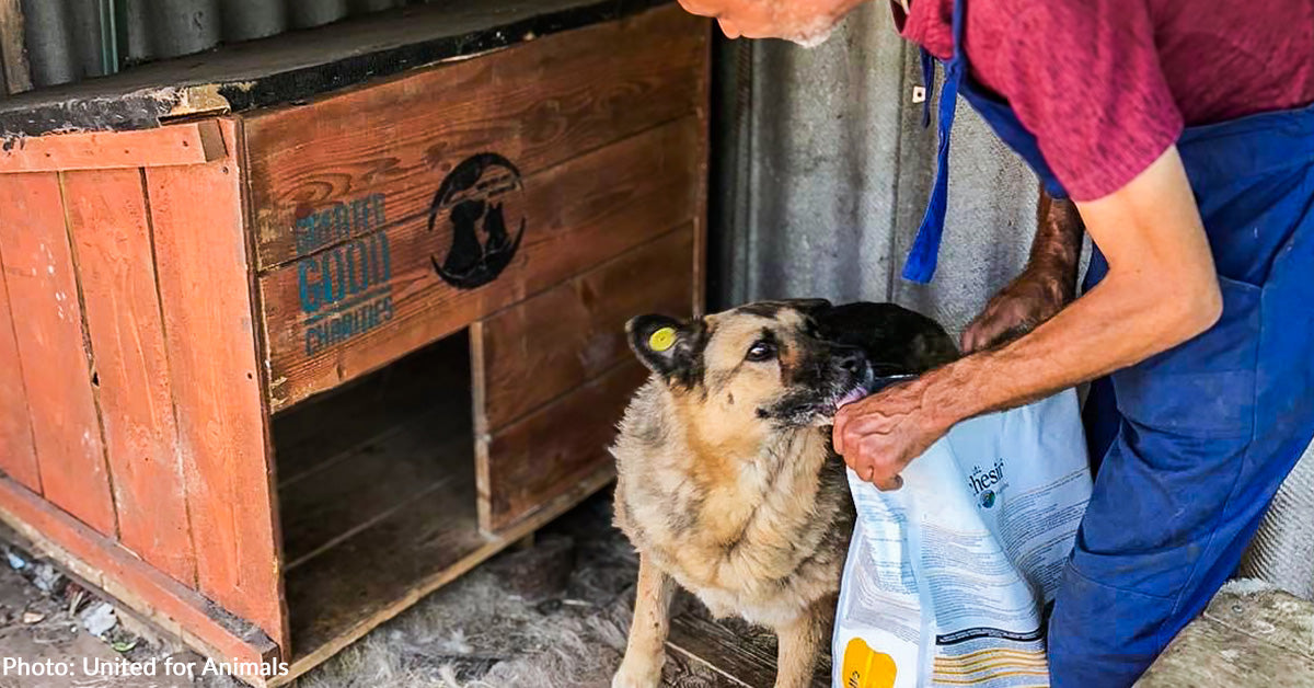 Over 300 Dogs Rescued From Frontlines Have Full Bellies, Thanks to You ...