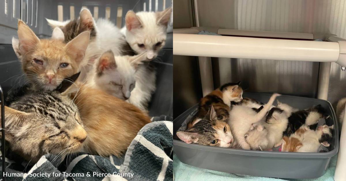 50 Neglected Cats and Kittens, Some Facing Possible Eye Removal ...