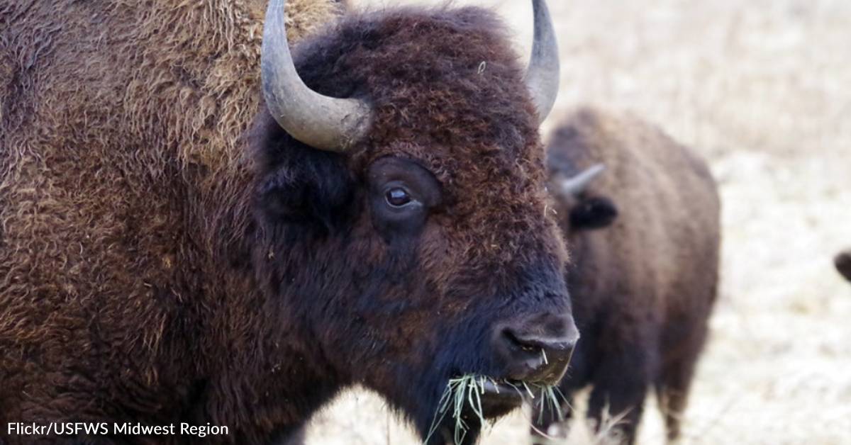 The US Marine Corps Has Maintained Its Own Private Herd of American ...
