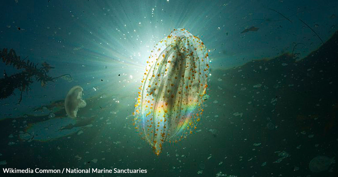 Bioluminescent Comb Jellies Transform Marine Ecosystems | GreaterGood