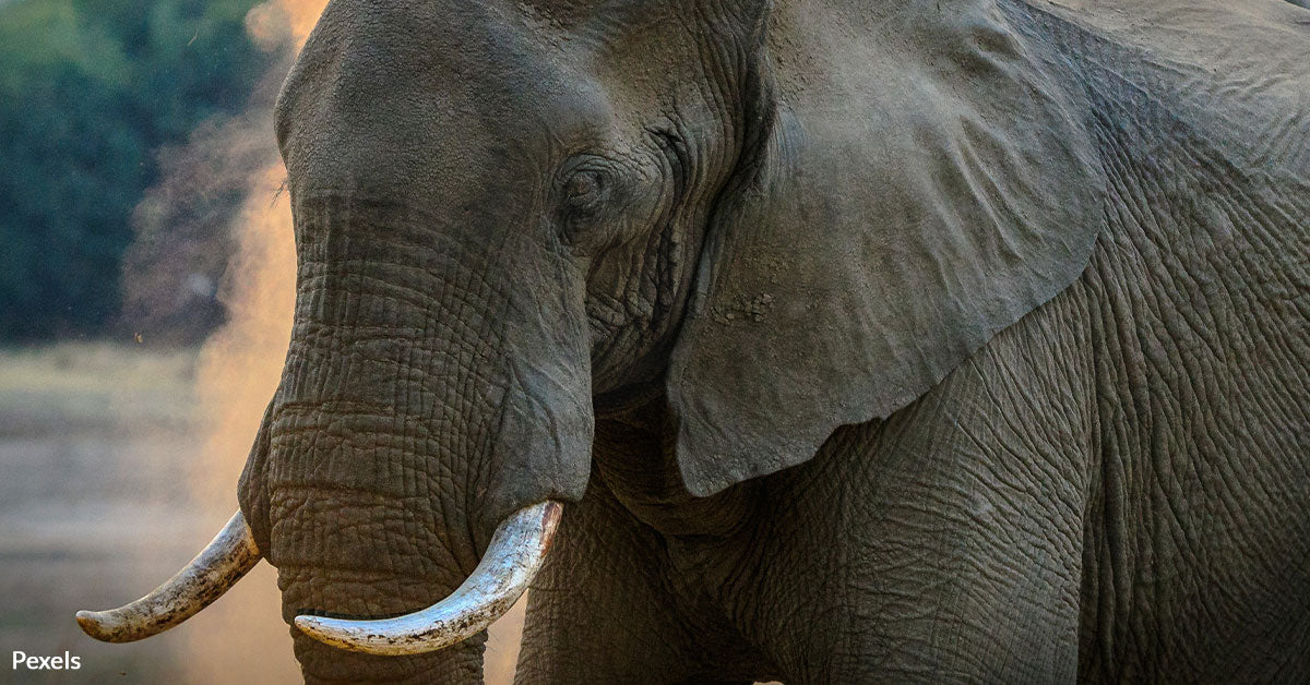 Gabon Marks Decisive Victory Over Illegal Ivory Trafficking | GreaterGood