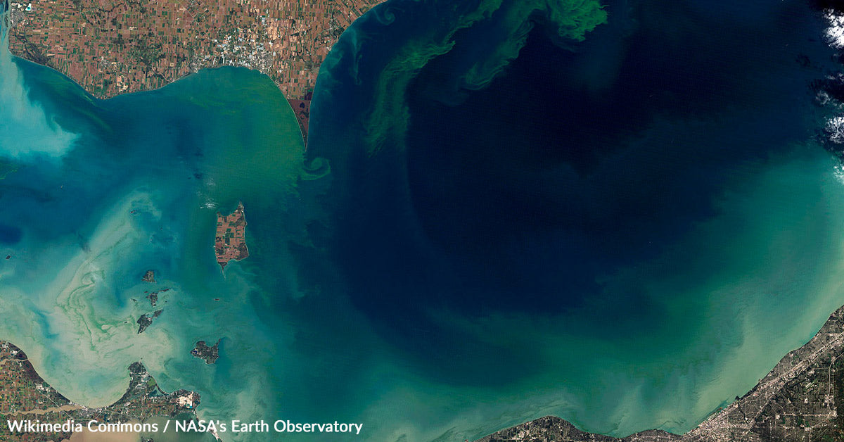 Devastating Rise of Toxic Algae Blooms: A Threat to Marine Ecosystems ...